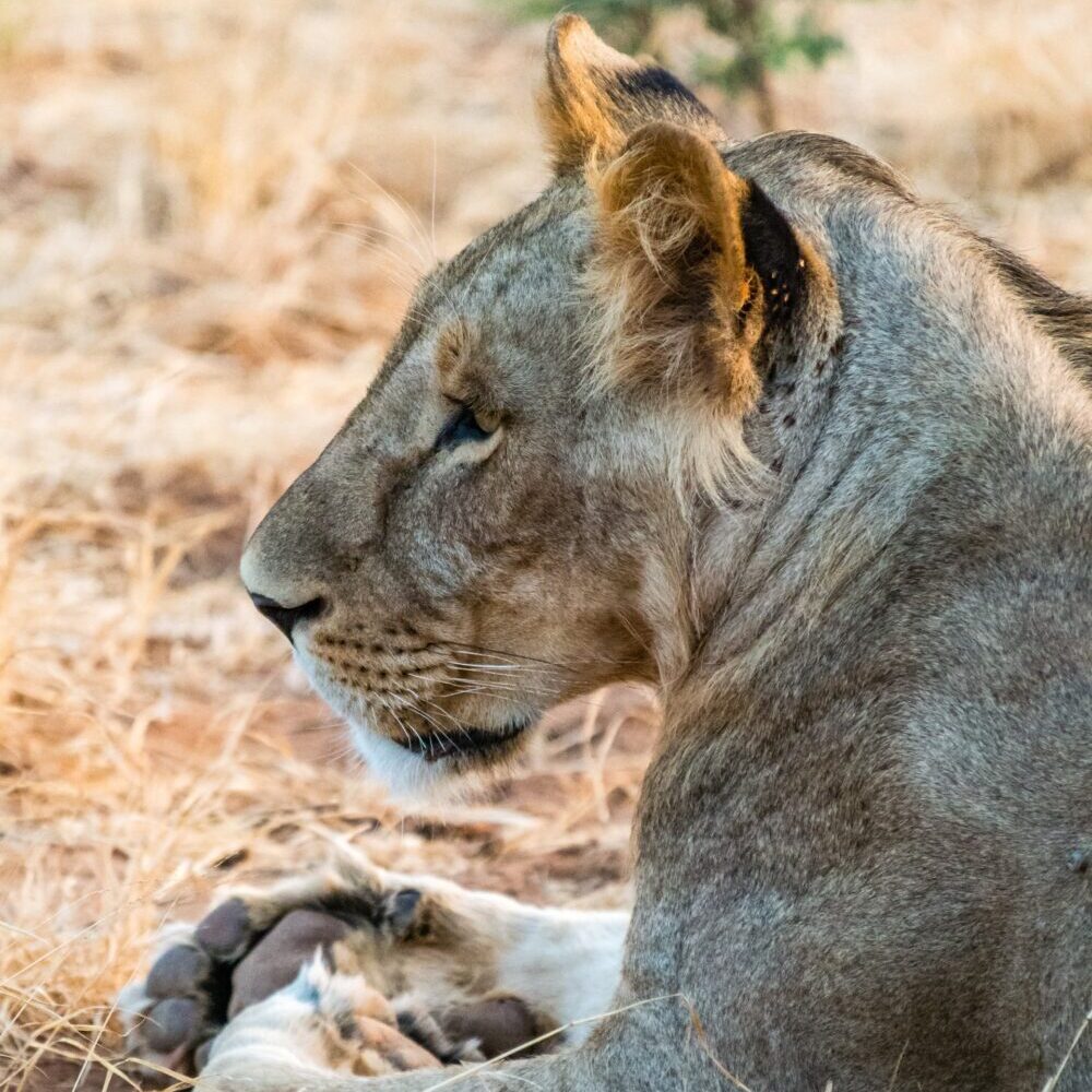 3 Days Magical Safari to the Great Maasai Mara – Arina Wild Adventures